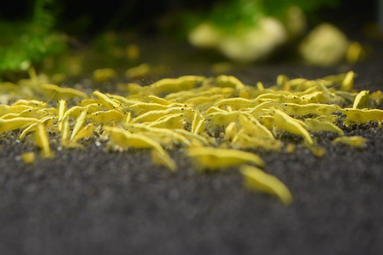 Yellow neon Golden Back Shrimp - Envobee Shrimp Uk online store