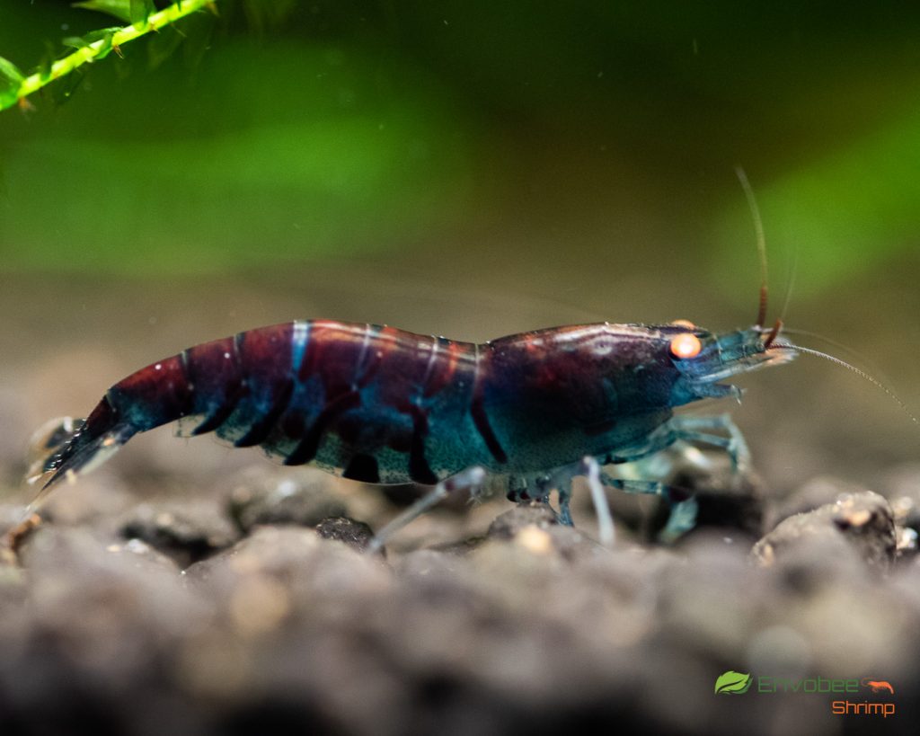 Tiger Shrimp | Freshwater Shrimp To Buy | Freshwater Shrimp